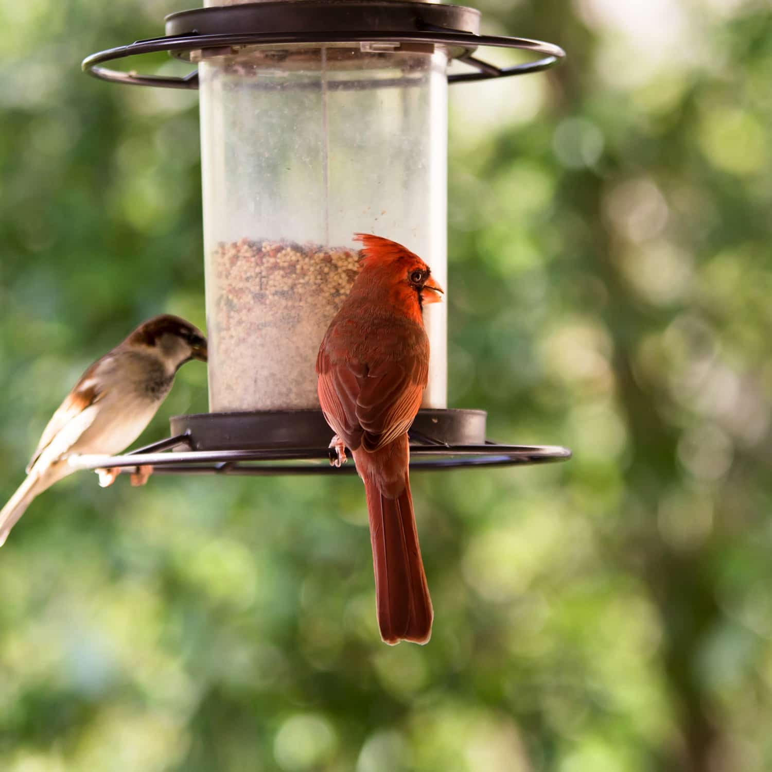 Strader’s Selection for Birds | Strader’s Garden Centers