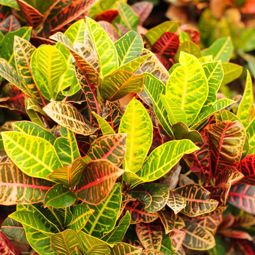 High Light Plants | Strader's Garden Centers